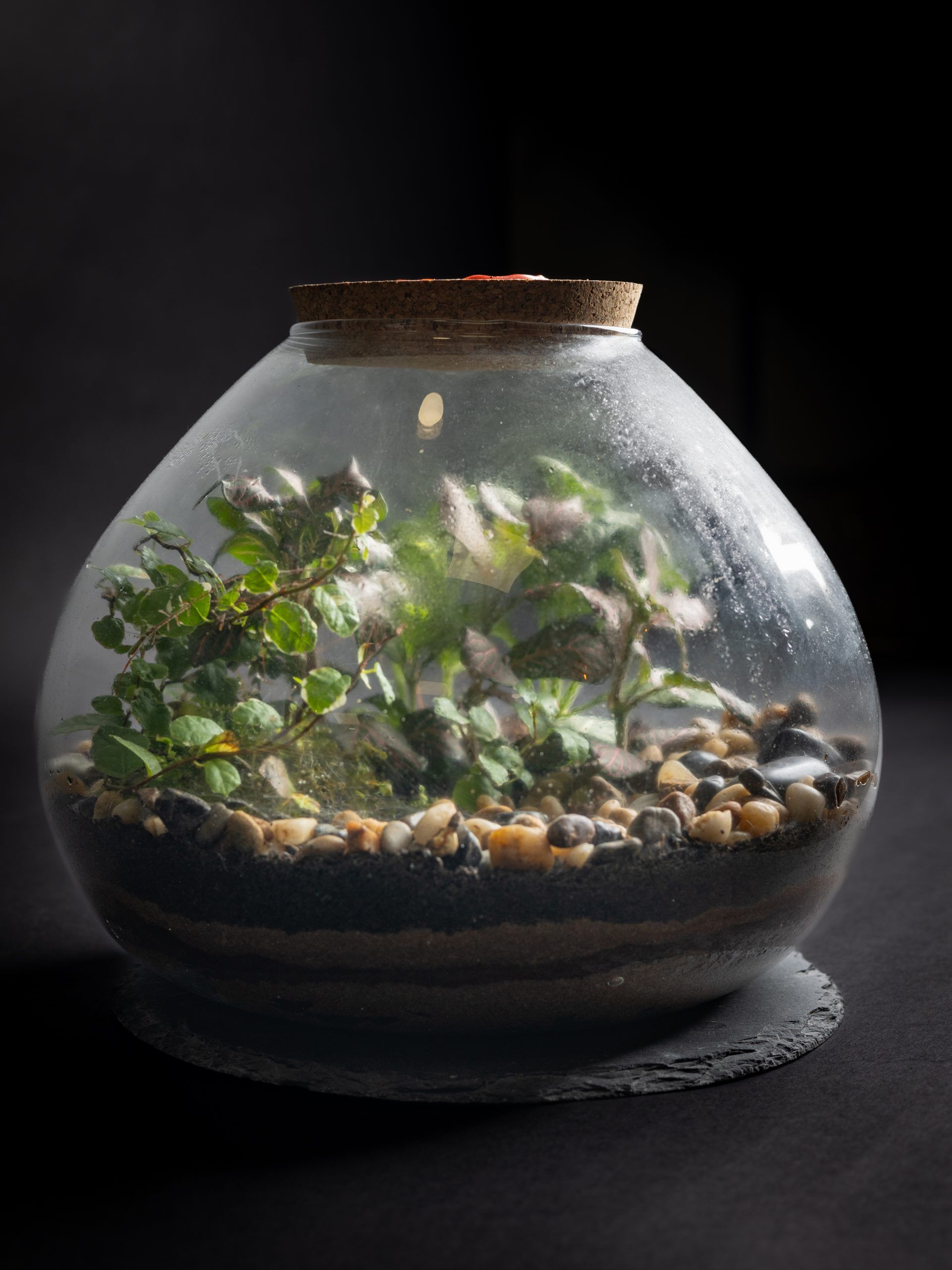 Mini Oasis Venecia Félix Diaz Creaciones Félix Diaz